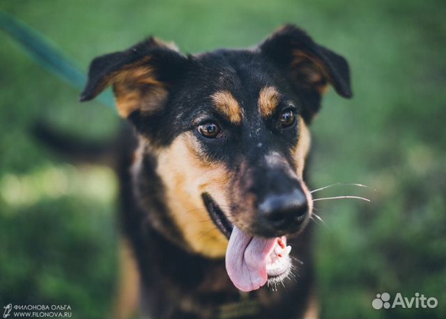 Милая Мишель