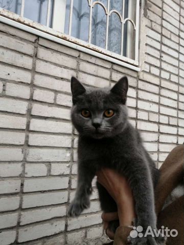 Девочка, британочка, 3-4 месяца, ищет дом