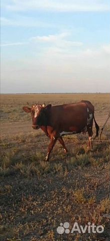 Две коровы, Бычок