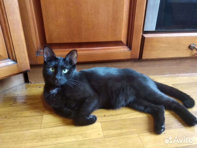 Котик