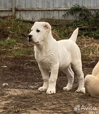 Белый красавчик