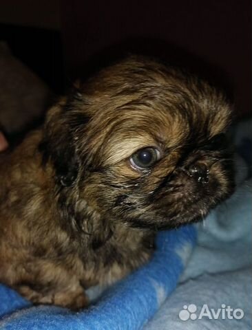 Щенки пекинеса