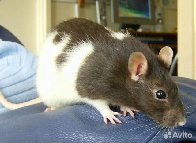 Пара крысок с клеткой