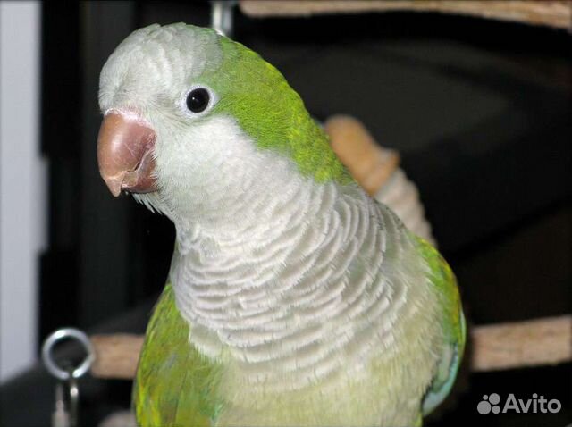 Монах калита /квакер