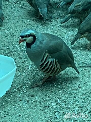 Фазаны редких пород, кеклики (горная куропатка)