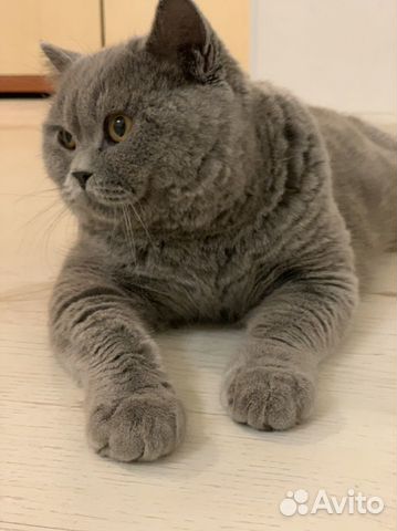 Британский кот ищет подружку. Вязка