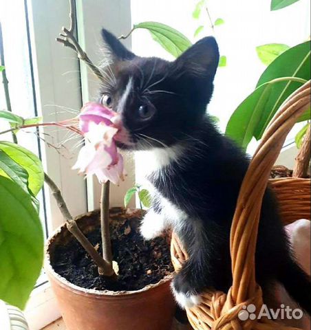 Котенок 1,5 мес Спасенная мама