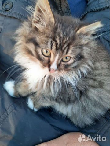 Котенок 2 месяца