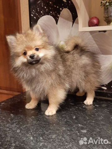 Щенок шпица