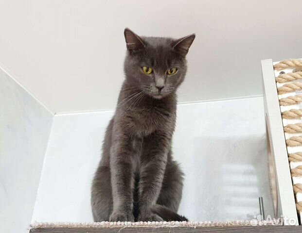 Котенок девочка. 5-6 месяцев