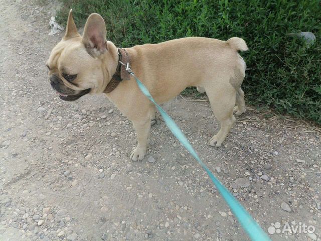 Французский бульдог вязка