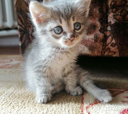Котёнок Макс