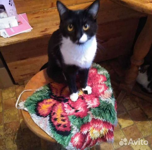 Кошка Кисёша 1 год, стерилизована