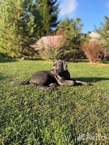 Итальянский Кане Корсо Щенки Питомник РКФ