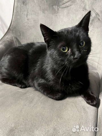 Черная кошка