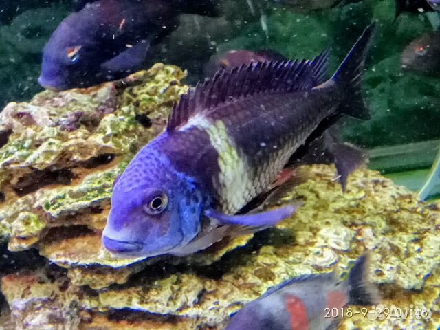 Трофеусы Дубаиси и Булу Поинт