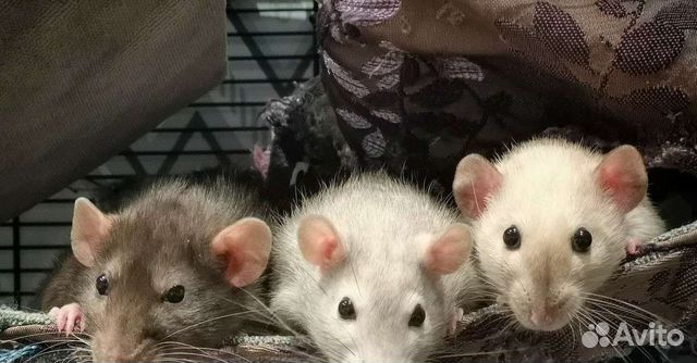 Отдам крыс