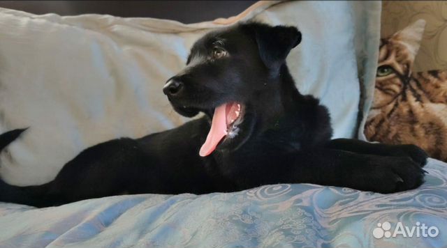 Отдаем нашу красавицу благородных кровей