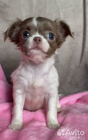 Лиловая куколка