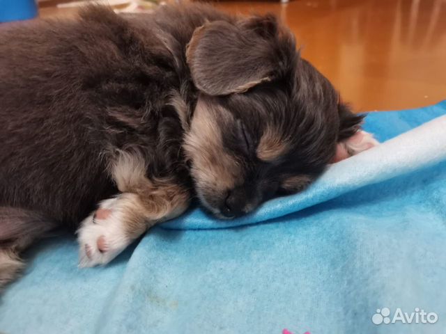 Помесь пекинеса и таксы