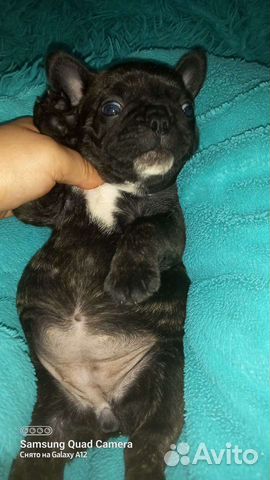 Плюшевое счастье