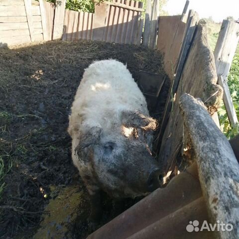 Хряк венгерской мангалицы