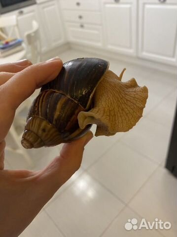 Улитки ахатины бесплатно