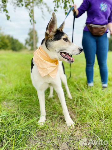 Маленькая собака в добрые руки