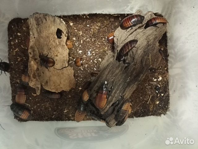 Мадагаскарский таракан