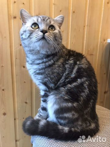 Шотландский кот