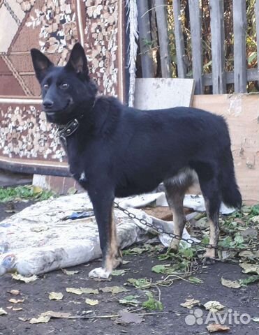 Марго отдам в добрые руки. Доставка