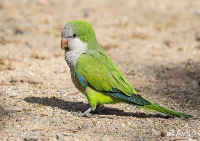 Калита монах зеленый выкормыш