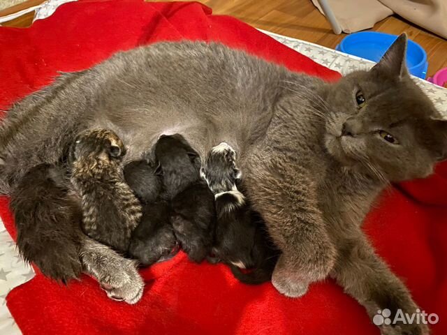 Русская голубая