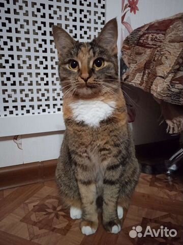 Маруша кошечка