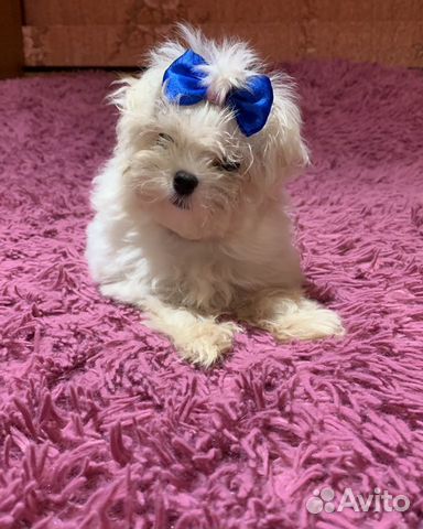 Мини болоночка девочка