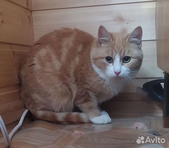 Котенок Фунтик ищет дом