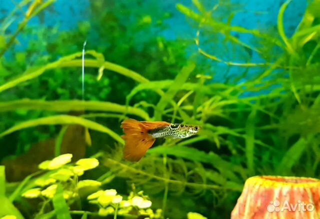 Гуппи