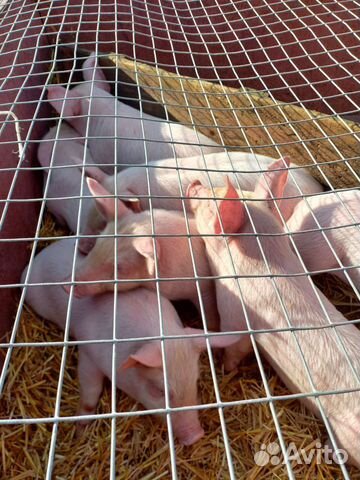 Поросята и Баран