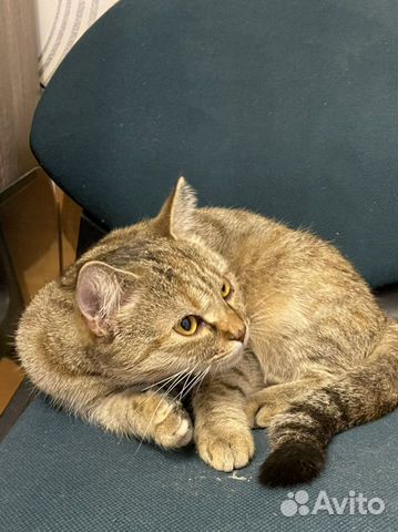 Кошка, в дар, привитая