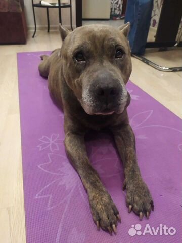 Отдам питбуля