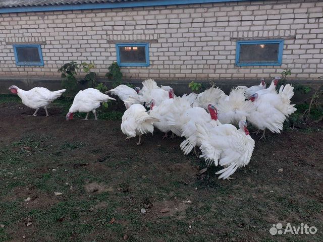 Индюки индюшки индейки