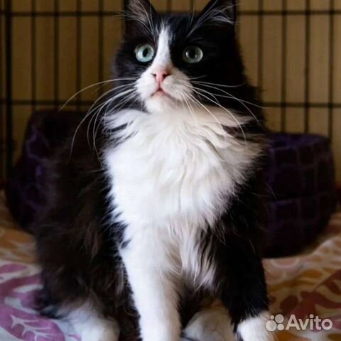 Кошка в дар