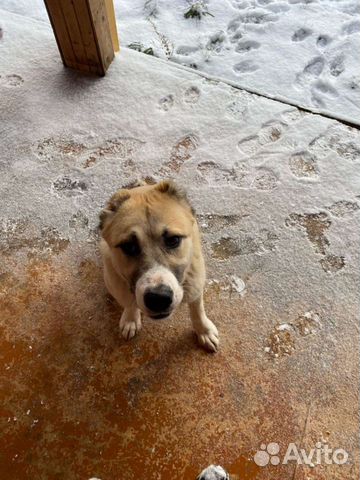 Алабай в дар