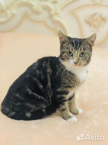 Котенок в добрые руки