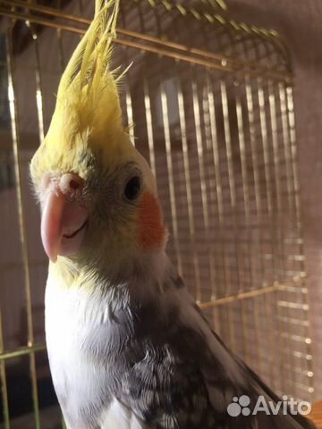 Попугай корелла, мальчик