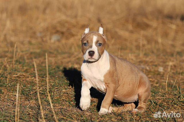 Девочка амстаффа - 2 месяца