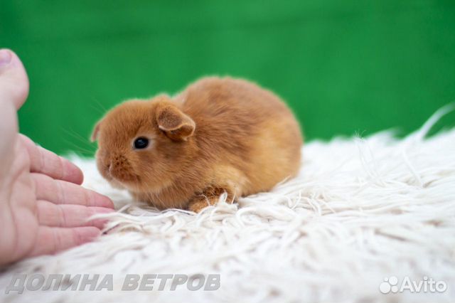 Миниатюрные вислоухие крольчата с ветпаспортом