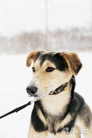 Красотка Эмма в добрые руки