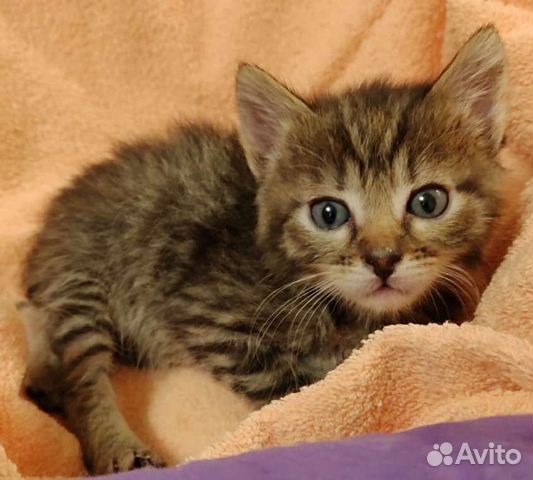 Приёмный сынок, спасеныш, опять ищет маму