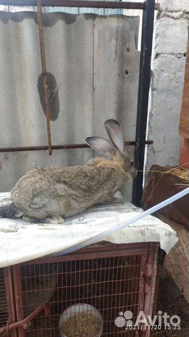 Кролики, самцы на племя. Великаны. Родились 9 июля